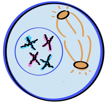 Analyzing a Model that Illustrates the Role of Cell Division (Mitosis ...