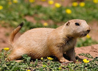 Natural Resources of the State of Arizona | Study.com