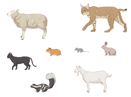 Analyzing How Natural Selection and Evolution Relate to an Organism's ...