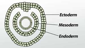 Overview of Animal Reproduction and Development - Lesson | Study.com