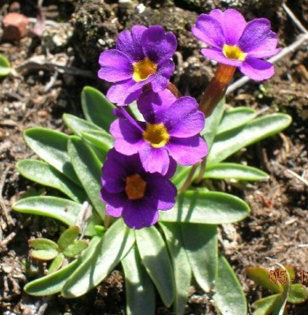 Native Species | Definition, Types & Examples - Lesson | Study.com