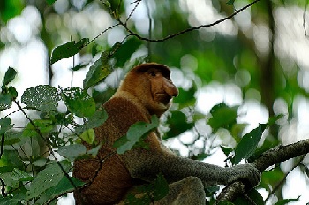 Proboscis Monkey Facts: Lesson for Kids | Study.com