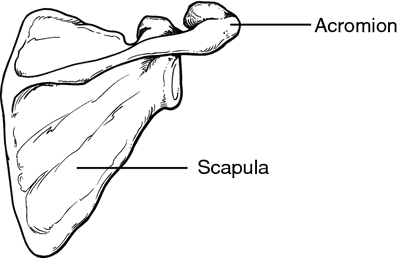 Trapezius Muscle | Structure, Location & Function | Study.com