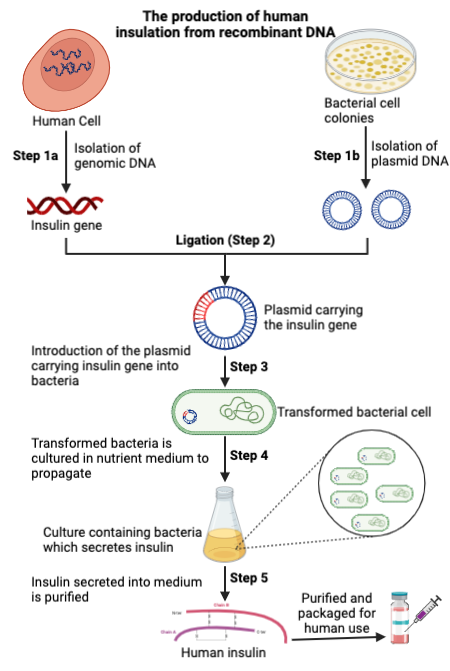 Analyzing An Illustration Of Molecular Cloning Using Plasmids Practice