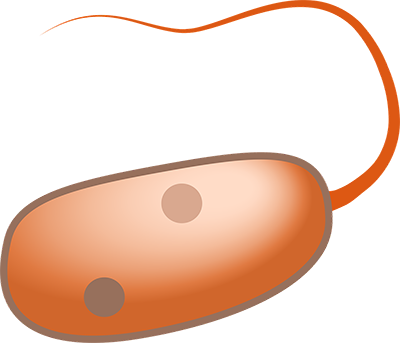 Comparing the Compartmentalization of Prokaryotes & Eukaryotes Practice ...