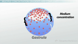 Concentration Gradients, Signaling Molecules & Inhibitors in ...