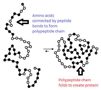 Biosynthesis Definition, Reactions & Examples - Lesson | Study.com