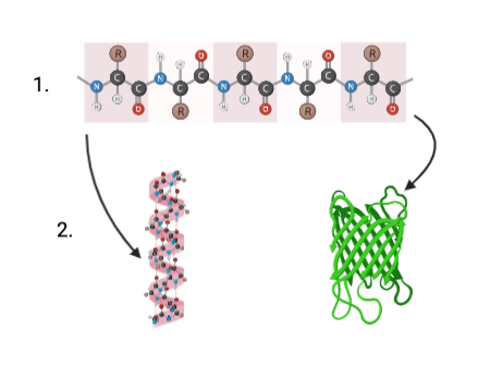 Predicting the Effects of a Change to the Protein Sequence on the Four ...
