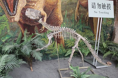 Ceratopsian Dinosaurs | Overview & Types | Study.com