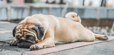 Why Do Dogs Wag Their Tails? | Study.com