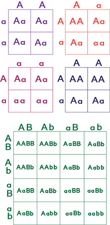 Dominant Trait Example