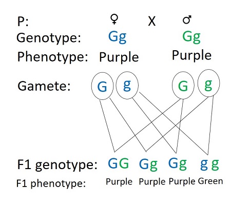 What would be the possible genotypes (use the same symbols) for the ...