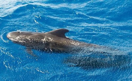 Pilot Whale Characteristics, Size & Behavior | Study.com