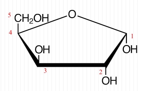 Drawing the Haworth Projection of an Aldose from Its Fischer Projection ...