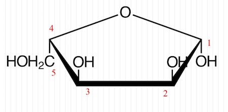 Drawing the Haworth Projection of an Aldose from Its Fischer Projection ...