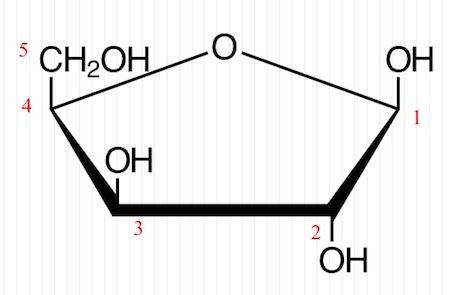 Drawing the Haworth Projection of an Aldose from Its Fischer Projection ...