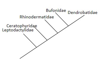 Comparing Traits and Molecular Data to the Structure of a Phylogenetic ...
