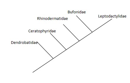 Comparing Traits and Molecular Data to the Structure of a Phylogenetic ...