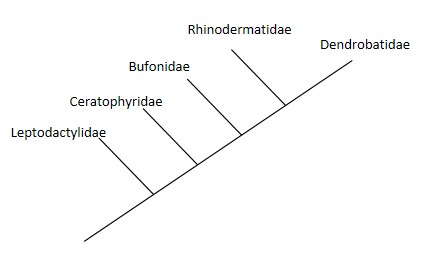 Comparing Traits and Molecular Data to the Structure of a Phylogenetic ...