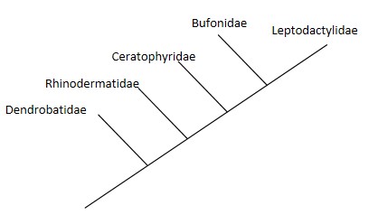 Comparing Traits and Molecular Data to the Structure of a Phylogenetic ...
