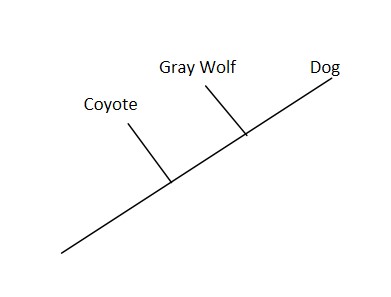 Comparing Traits and Molecular Data to the Structure of a Phylogenetic ...
