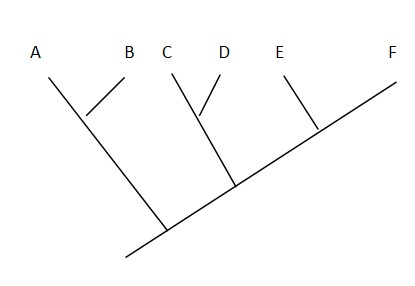 Comparing Traits and Molecular Data to the Structure of a Phylogenetic ...