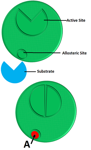 Quiz & Worksheet - Active vs. Inactive Enzymes | Study.com