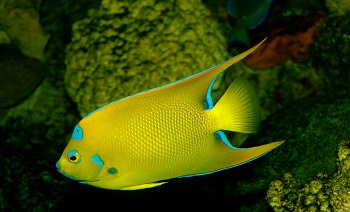 Coral Reef Animal Adaptations Lesson for Kids | Study.com