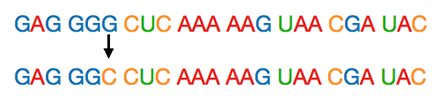 Demonstrating the Effects Mutations of the DNA Sequence Can Have on the ...