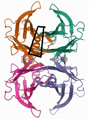 Naming an Element of a Protein Secondary Structure from a Description ...