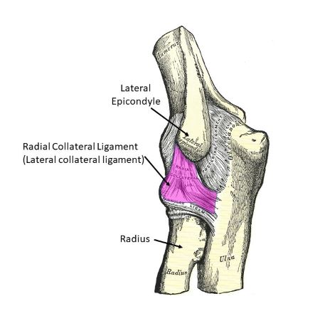 What ligament extends from the head of the radius to the lateral ...
