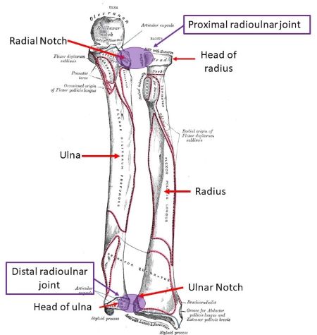 What are the bone markings that form the distal radioulnar joint ...