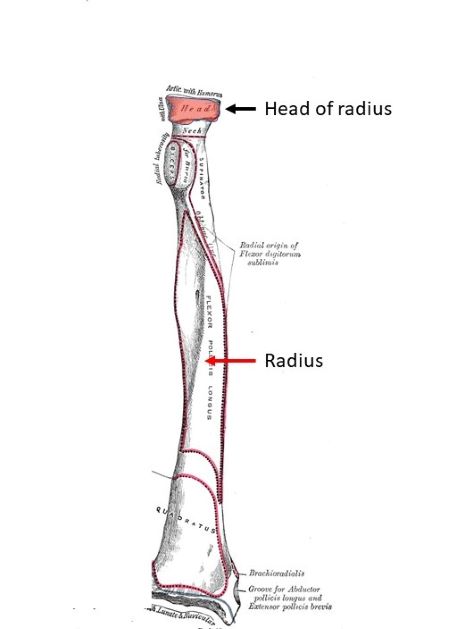 What is the proximal end of the radius with a cylindrical shape and ...