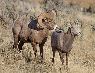 Animal Mating Systems, Facts & Behaviors - Lesson | Study.com