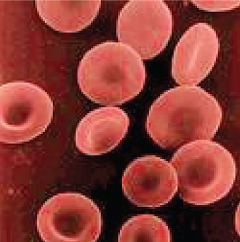 Red Blood Cell Formation | Process, Stages & Life Cycle - Lesson ...