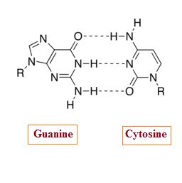 Draw the hydrogen bond(s) between guanine and cytosine: | Study.com