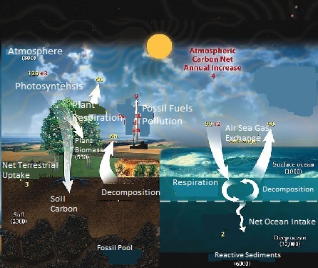 Organizing into Steps the Flow of Carbon & Nitrogen through an ...