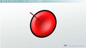Anemia: Types and Causes - Lesson | Study.com