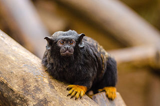 Emperor Tamarin Monkey | Overview & Social Structure | Study.com
