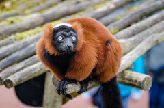 Red Ruffed Lemur | Taxonomy, Adaptations & Endangered Status | Study.com