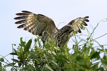 Red-shouldered Hawk Facts: Lesson for Kids | Study.com