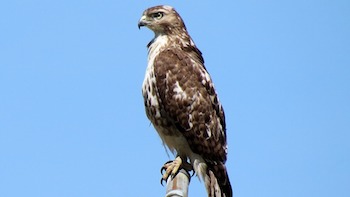 Red-shouldered Hawk Facts: Lesson for Kids | Study.com