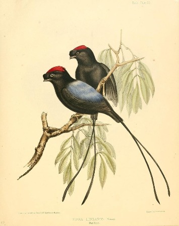 Long-Tailed Manakin | Characteristics, Display & Diet | Study.com