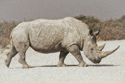 White Rhinoceros Habitat, Population & Diet | Study.com