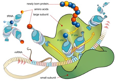 Protein Synthesis in Prokaryotes | Transcription & Translation - Lesson ...
