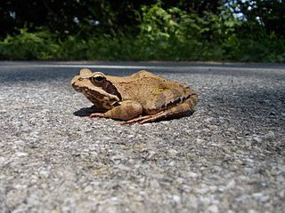 The Celebrated Jumping Frog of Calaveras County | Summary & Theme ...