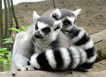 Ring-Tailed Lemurs | Diet, Predators & Appearance | Study.com