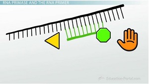 DNA Polymerase & RNA Primase | Functions & End Products - Lesson ...