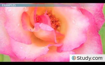 Angiosperms | Definition & Examples - Lesson | Study.com