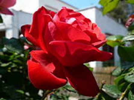 American Symbols | Overview, History & Examples - Lesson | Study.com